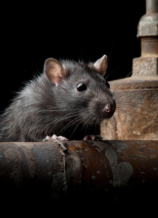 Strikemax CITO Paste